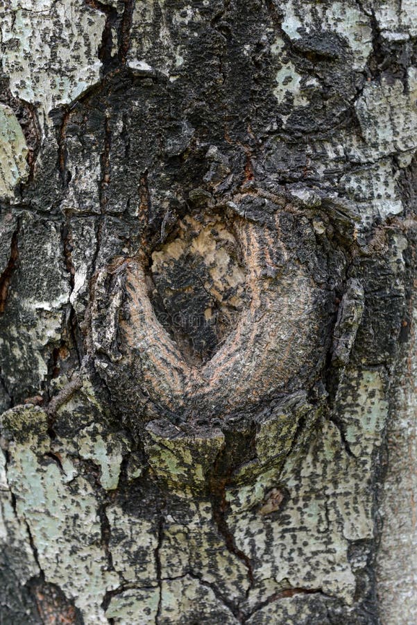 Closeup gnarl of tree stock photo. Image of hardwood - 71888332
