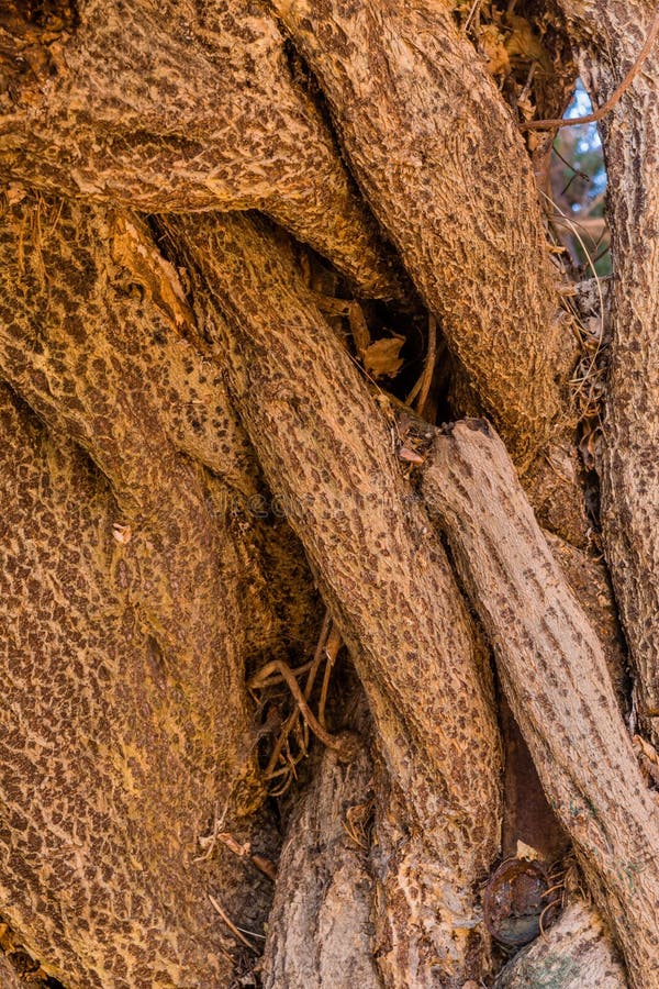 Closeup of Gnarled Tree Trunk Stock Image - Image of closeup, contorted ...