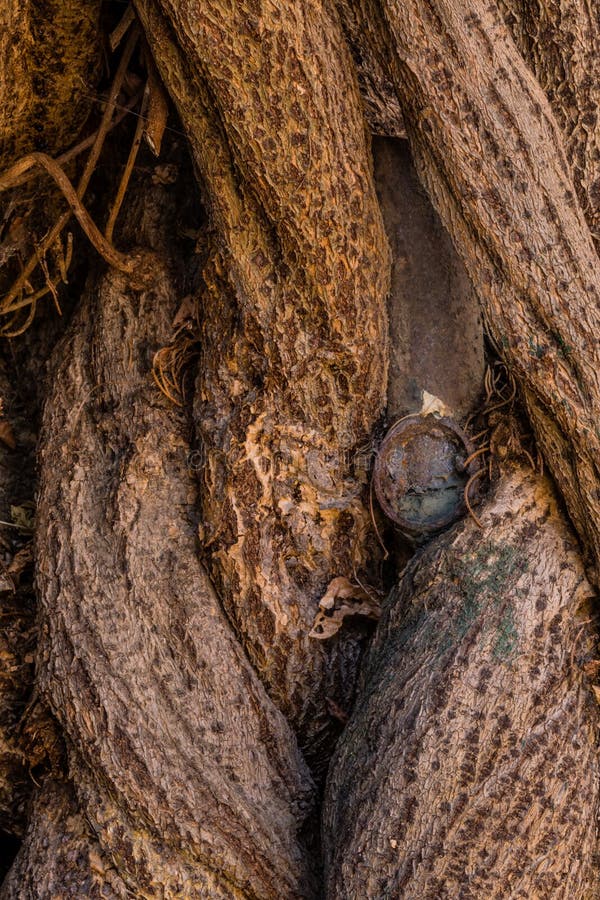 Closeup of Gnarled Tree Trunk Stock Photo - Image of natural ...