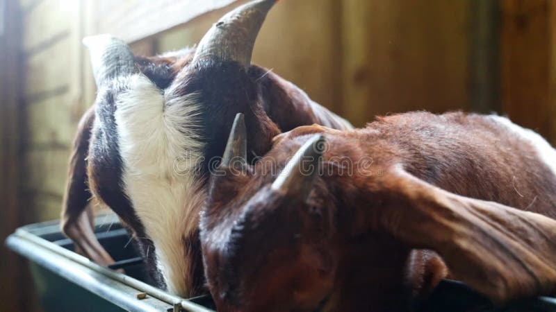 Closeup of the Goats Eating in a Rustic Barn Stock Footage - Video of ...