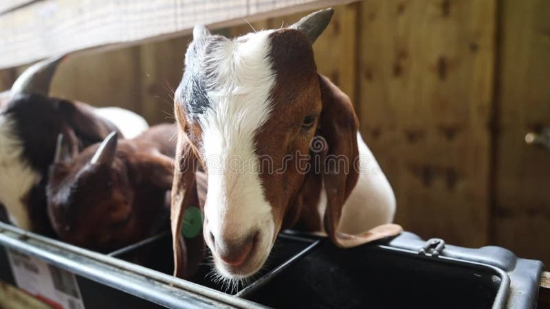 Closeup of the Goats Eating in a Rustic Barn Stock Footage - Video of ...