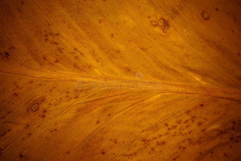 Closeup Gold Leaves for Background Stock Photo - Image of backgrounds ...