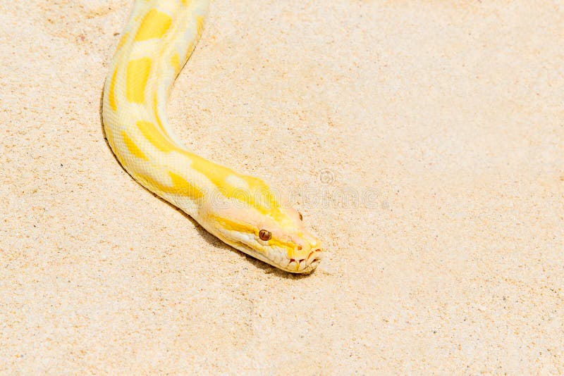 Closeup Gold Python on the Sandy Tropical Beach ,Reticulated Python ...