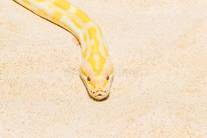Closeup Gold Python on the Sandy Tropical Beach ,Reticulated Python ...