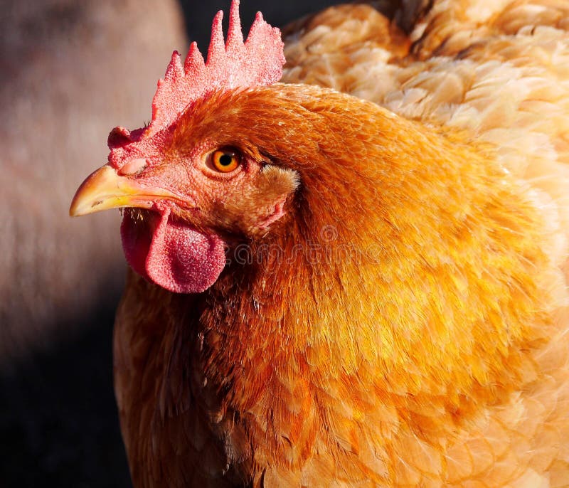 Closeup of a Golden Comet Chicken Stock Photo - Image of feather ...