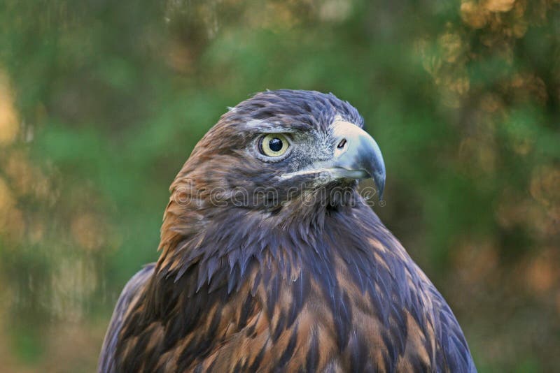 Closeup of a Golden Eagle Raptor Stock Photo - Image of closeup ...