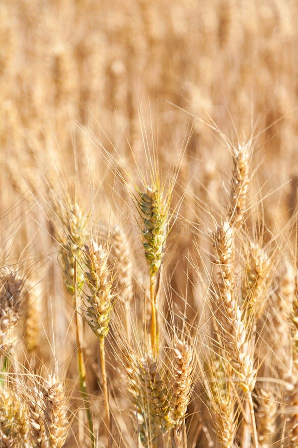 Closeup Golden Grain Ready for Harvest in Field Stock Photo - Image of ...