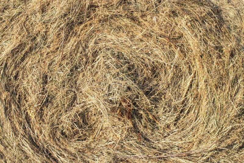 Closeup of Golden Hay Roll Circular Haystack Showing Straw Texture ...