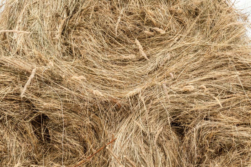 Closeup of golden hay roll stock image. Image of gold - 98857363