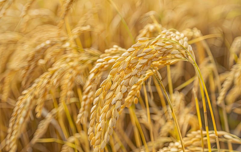 Closeup of Golden Paddy Grains Ready for Harvest Stock Photo - Image of ...