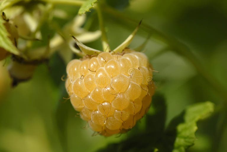 Closeup of Golden Raspberry Stock Photo - Image of macro, gourmet: 8165394