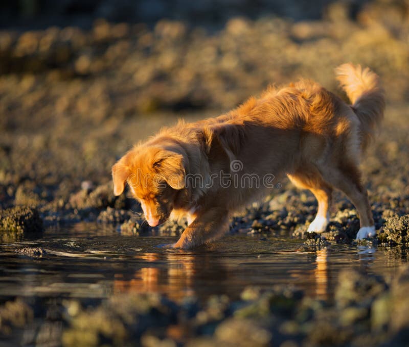 Closeup of a Golden Retriever Puppy Playing in a Puddle Stock Photo ...