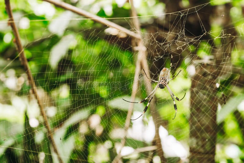 Closeup of a Golden Silk Orb-weaver on the Cobweb. Stock Image - Image ...