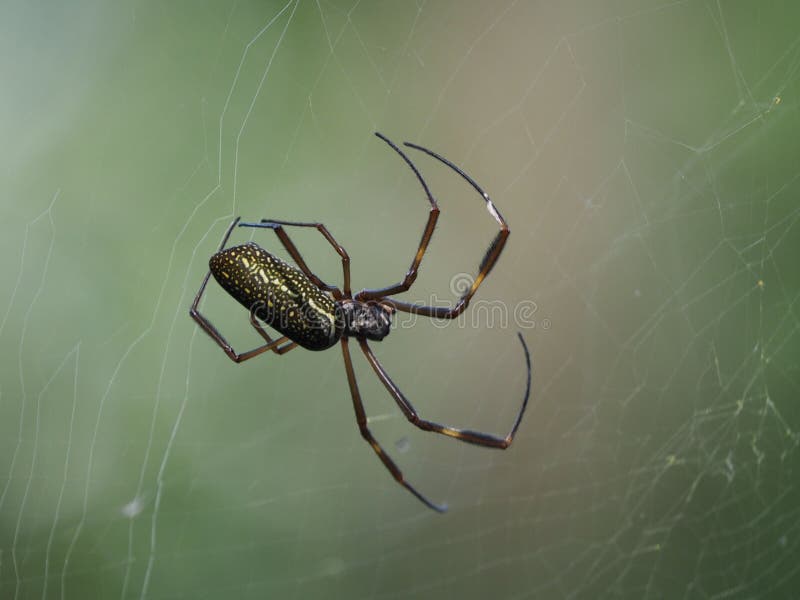 Closeup of a Golden Silk Orb-weaver on the Web Stock Image - Image of ...
