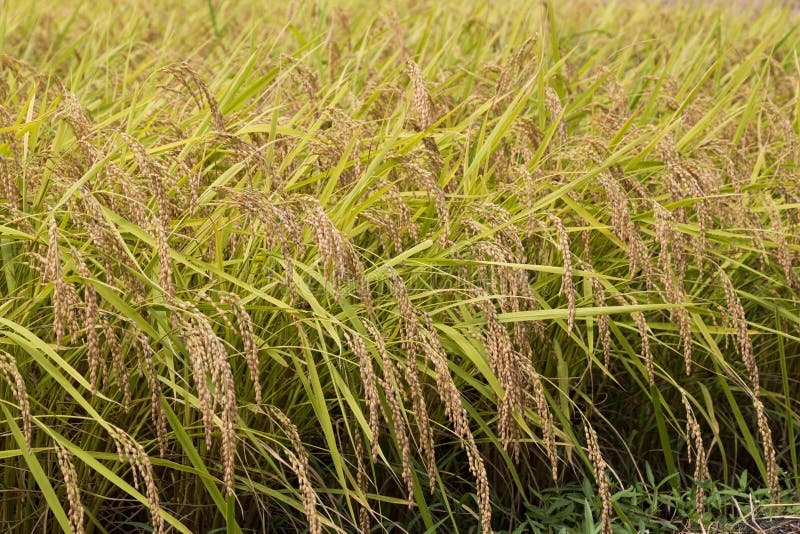 Closeup of Golden Yellow Paddy Rice Ready for Harvest Stock Photo ...