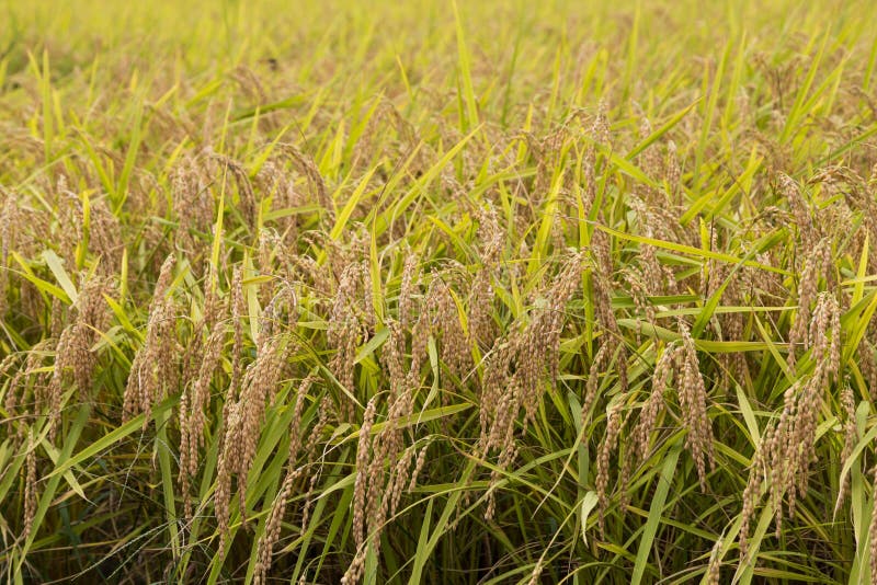 Closeup of Golden Yellow Paddy Rice Ready for Harvest Stock Image ...