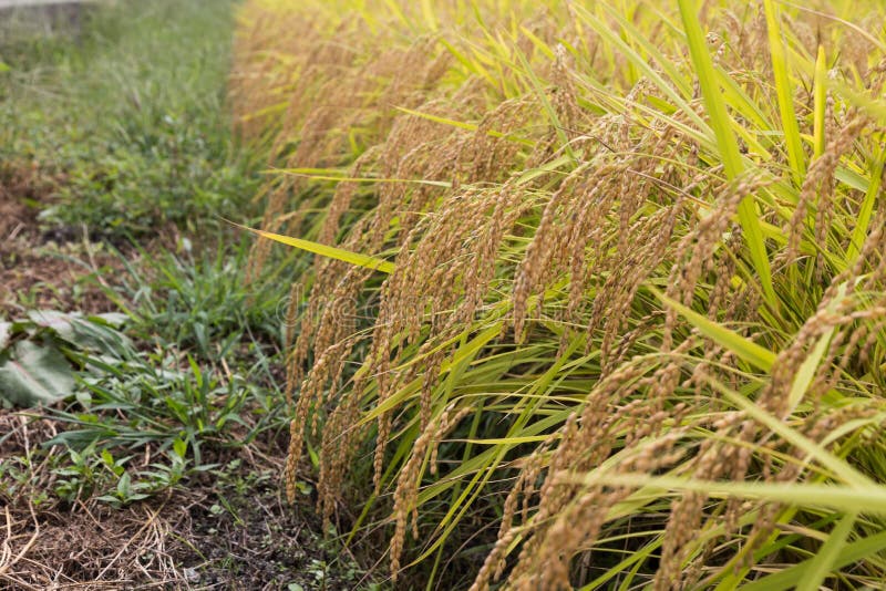 Closeup of Golden Yellow Short Grain Paddy Rice Stock Image - Image of ...