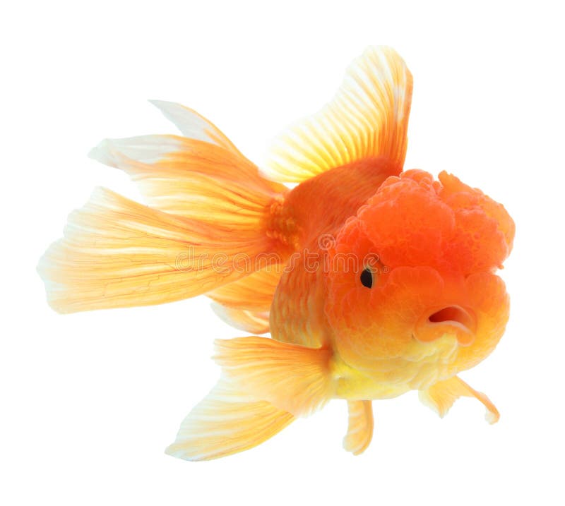 Gold Fish Facing Forward stock image. Image of orange - 11004955