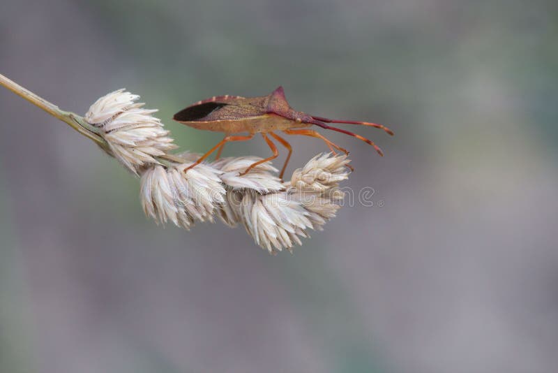 Closeup of a Gonocerus Acuteangulatus Bug on a Plant Stock Photo ...