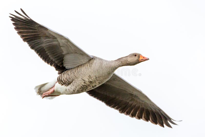 A goose flying stock image. Image of beak, feather, closeup - 99558151