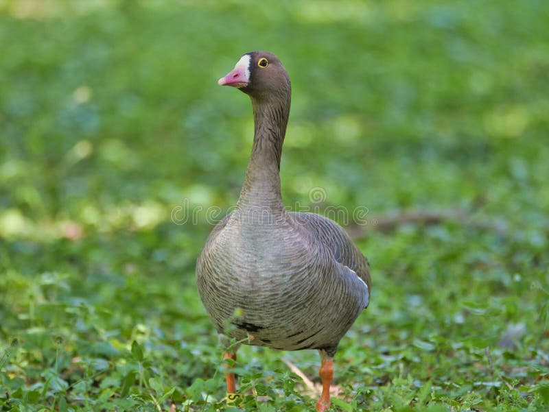 Closeup of a Goose on Green Lawn Stock Photo - Image of bill, close ...
