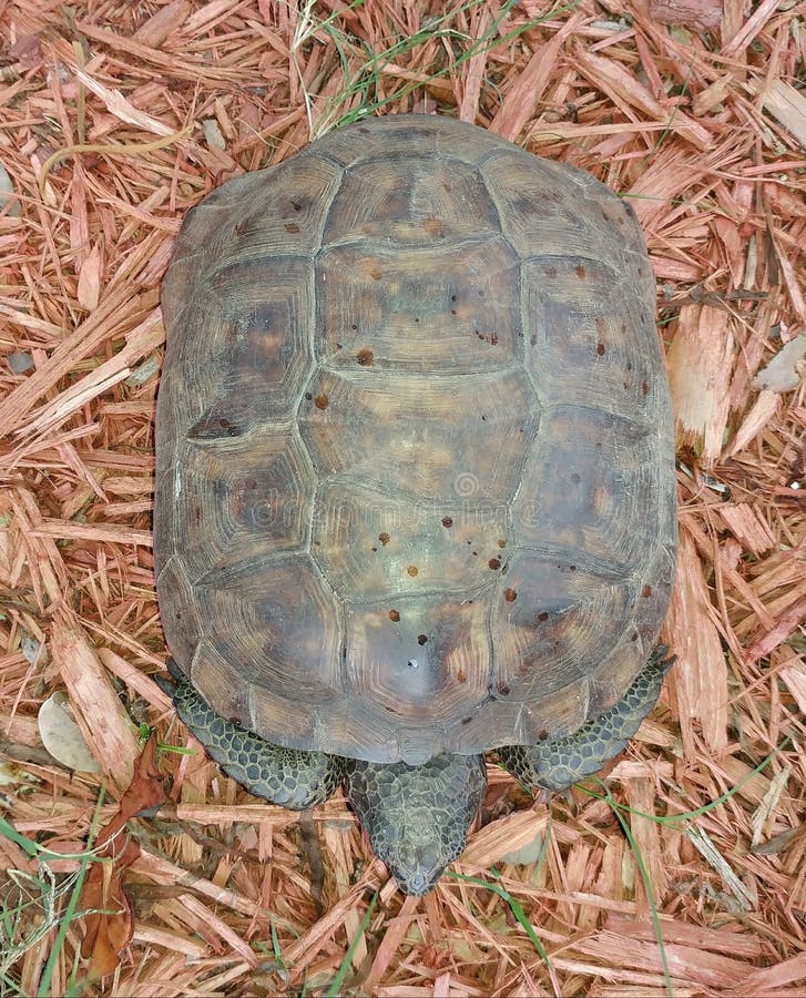 Closeup of a Gopher Tortoise Stock Photo - Image of wildlife, turtle ...