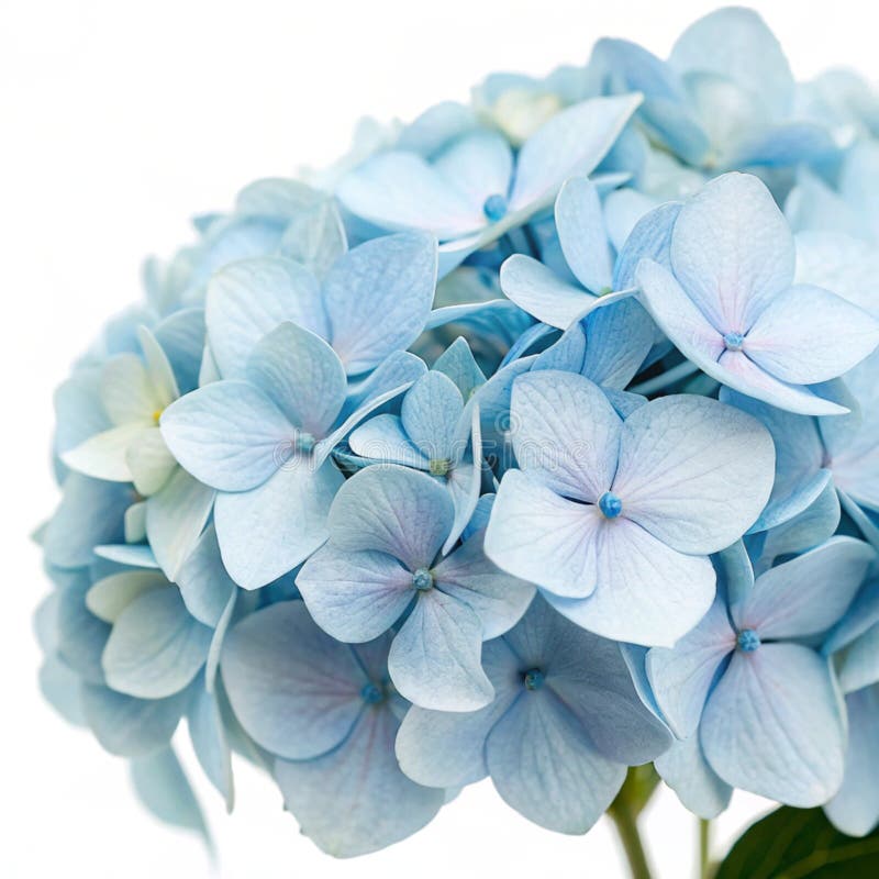 Closeup of Gorgeous Blossoming Pastel Blue Hydrangea Isolated on ...