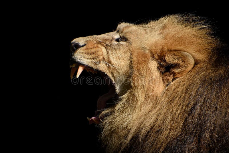 Closeup of a Gorgeous Lion Roaring Isolated on a Black Background Stock ...