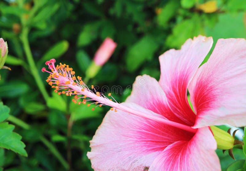 Gorgeous White and Gradient Pink Hibiscus Flower Stock Photo - Image of ...
