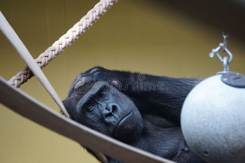 Closeup of a Gorilla Lying on the Rope and Looking at the Camera Stock ...