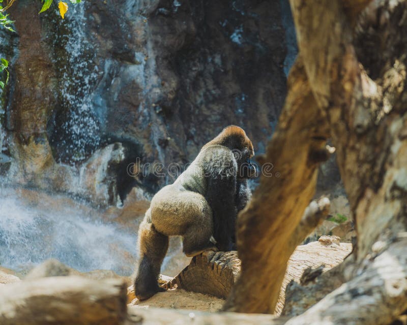 Closeup of a Gorilla on a Tree Log in a Zoo Stock Photo - Image of ...