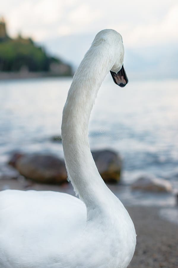 Swan of back stock photo. Image of elegant, animal, purity - 11845718