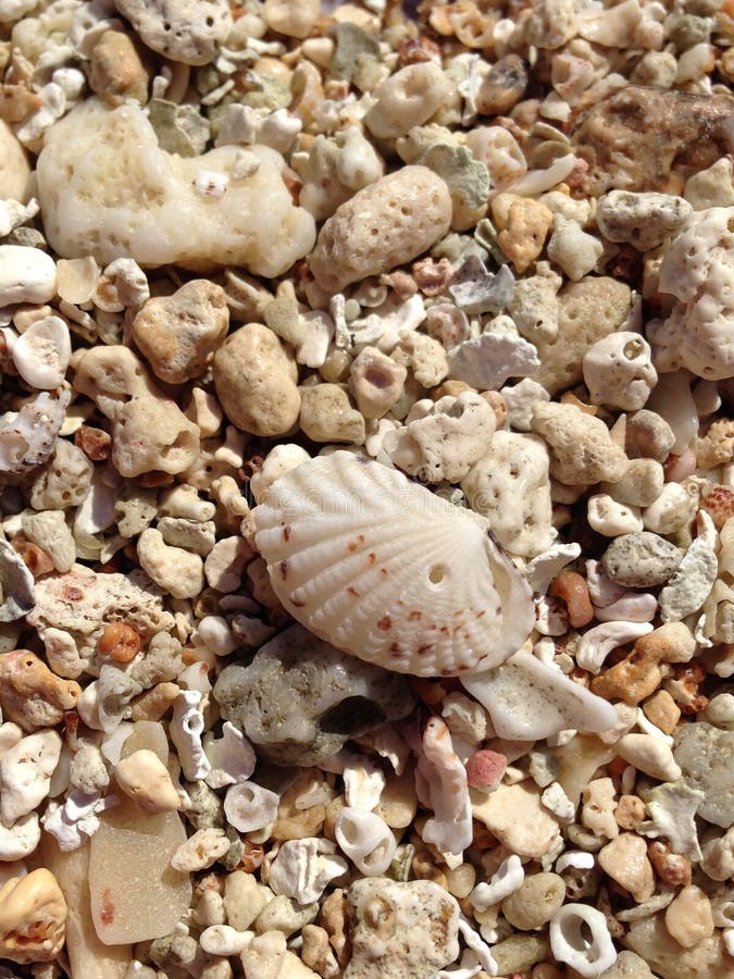 A Closeup of Grains of Sand, Coral, and Shells Stock Image - Image of ...