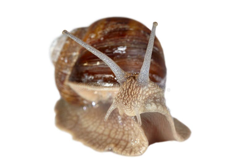 Grapevine snail closeup stock photo. Image of gourmet - 24510702