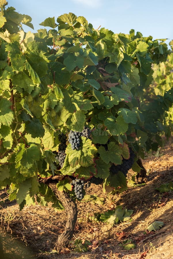 Closeup of Grapevine in the Douro Valley Stock Photo - Image of grapes ...