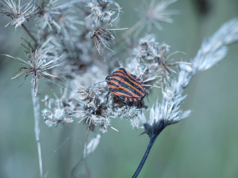 Closeup of a Graphosoma Lineatum Shield Bug Sat on a Spiky Bush Stock ...