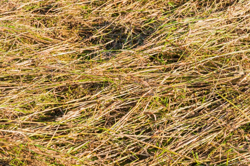 Closeup of Grass Drying at the Field Stock Photo - Image of gold, dried ...