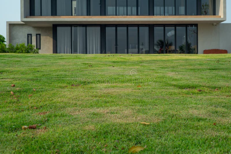 Closeup Grass Field in Foreground with Defocused Modern Architecture ...