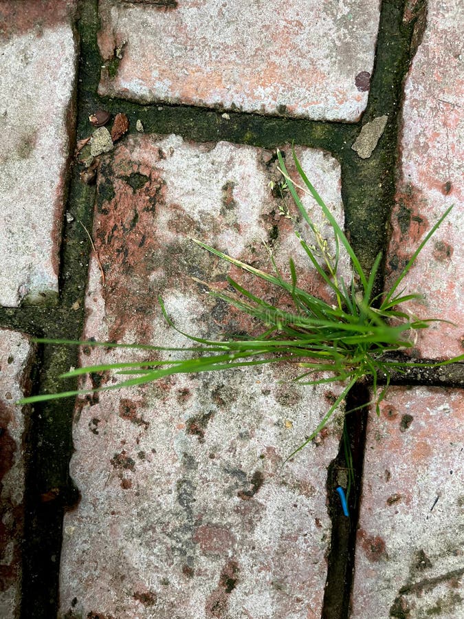 Closeup of Grass that Grows between the Bricks Portrait View Stock ...