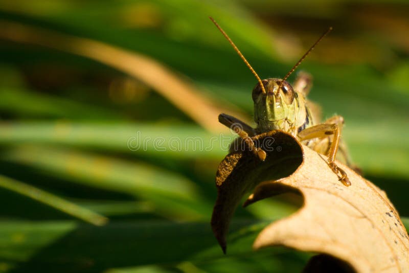 Grasshopper in fall garden stock image. Image of green - 77590055