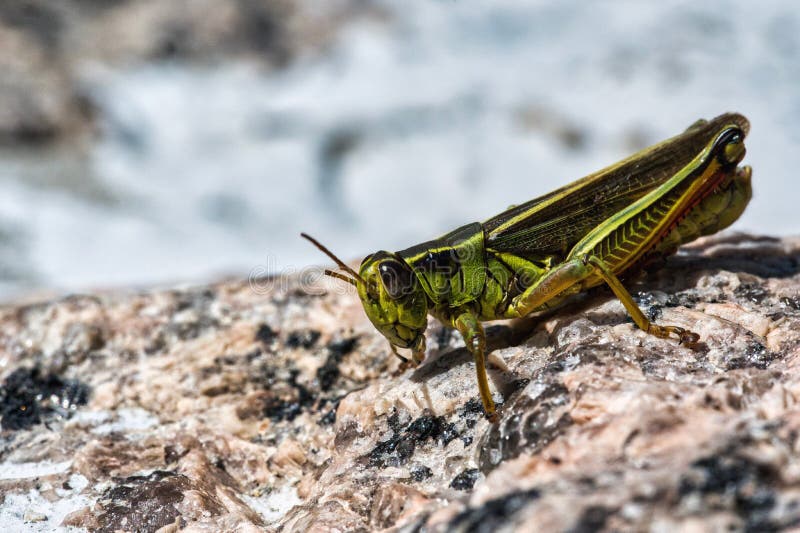 Closeup of a Grasshopper on a Stone Stock Photo - Image of rock, bright ...