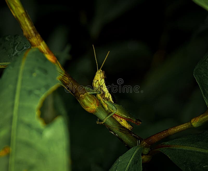 Closeup Grasshopper on a Tree with Dark Forest Stock Photo - Image of ...