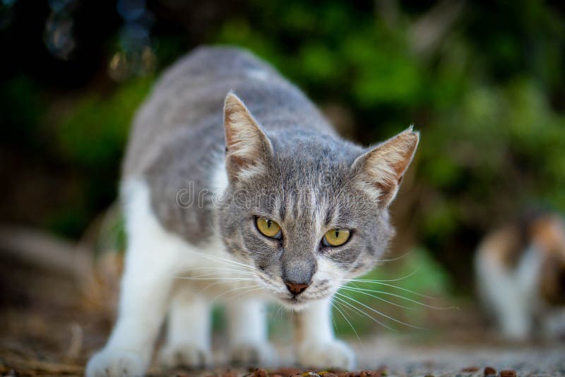 Closeup of a Gray Ceylon Cat Looking at the Camera Stock Image - Image ...