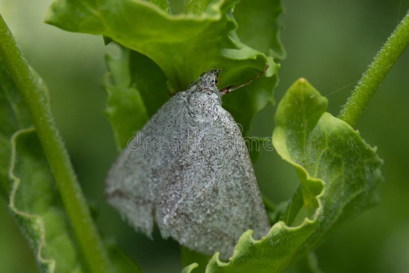 Closeup of a Gray Geometer Moth Perched on a Green Leaf Stock Photo ...