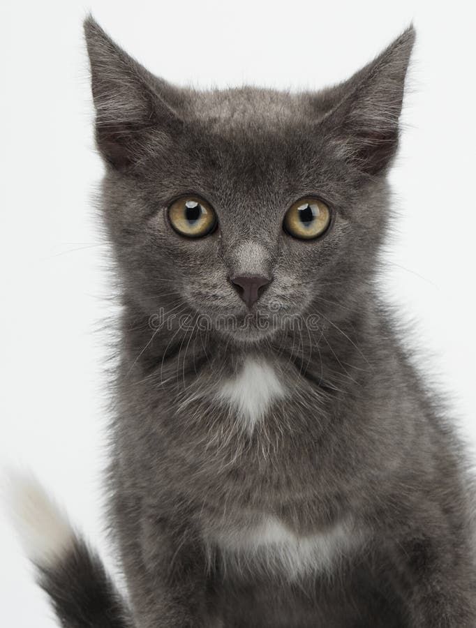 Closeup Gray Kitty Looking in Camera on White Stock Image - Image of ...