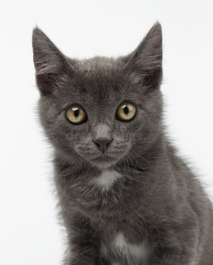 Closeup Gray Kitty Looking in Camera on White Stock Image - Image of ...
