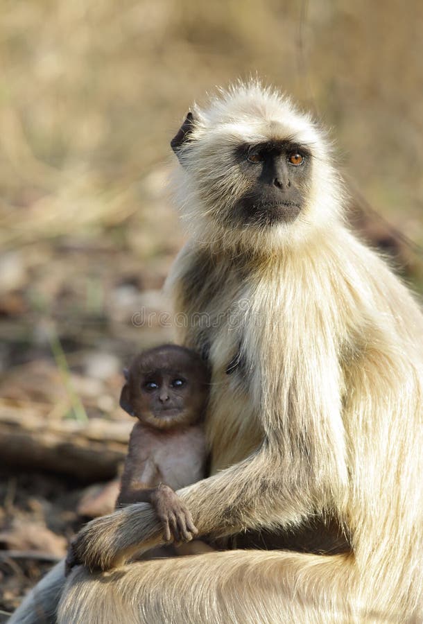 Closeup of Gray Langur with Baby Stock Image - Image of colobinae, grey ...