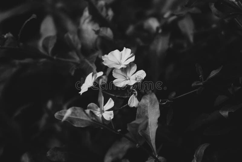 Vintage Botanical Gray Scale Stock Photos - Free & Royalty-Free Stock ...