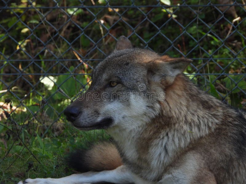 Closeup of a Gray Wolf Lying on Green Grass with a Wire Mesh Fence on ...