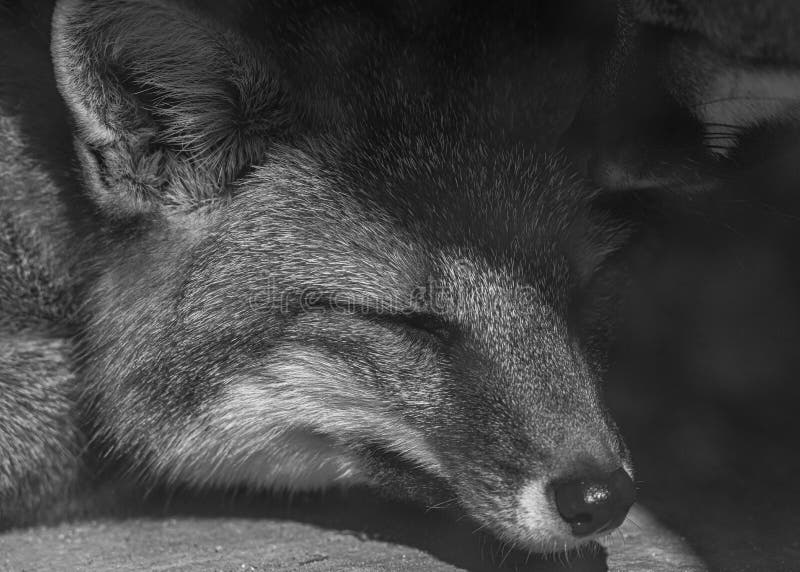 Closeup Grayscale of an Adorable Sleeping Fox Under the Sunshine Stock ...